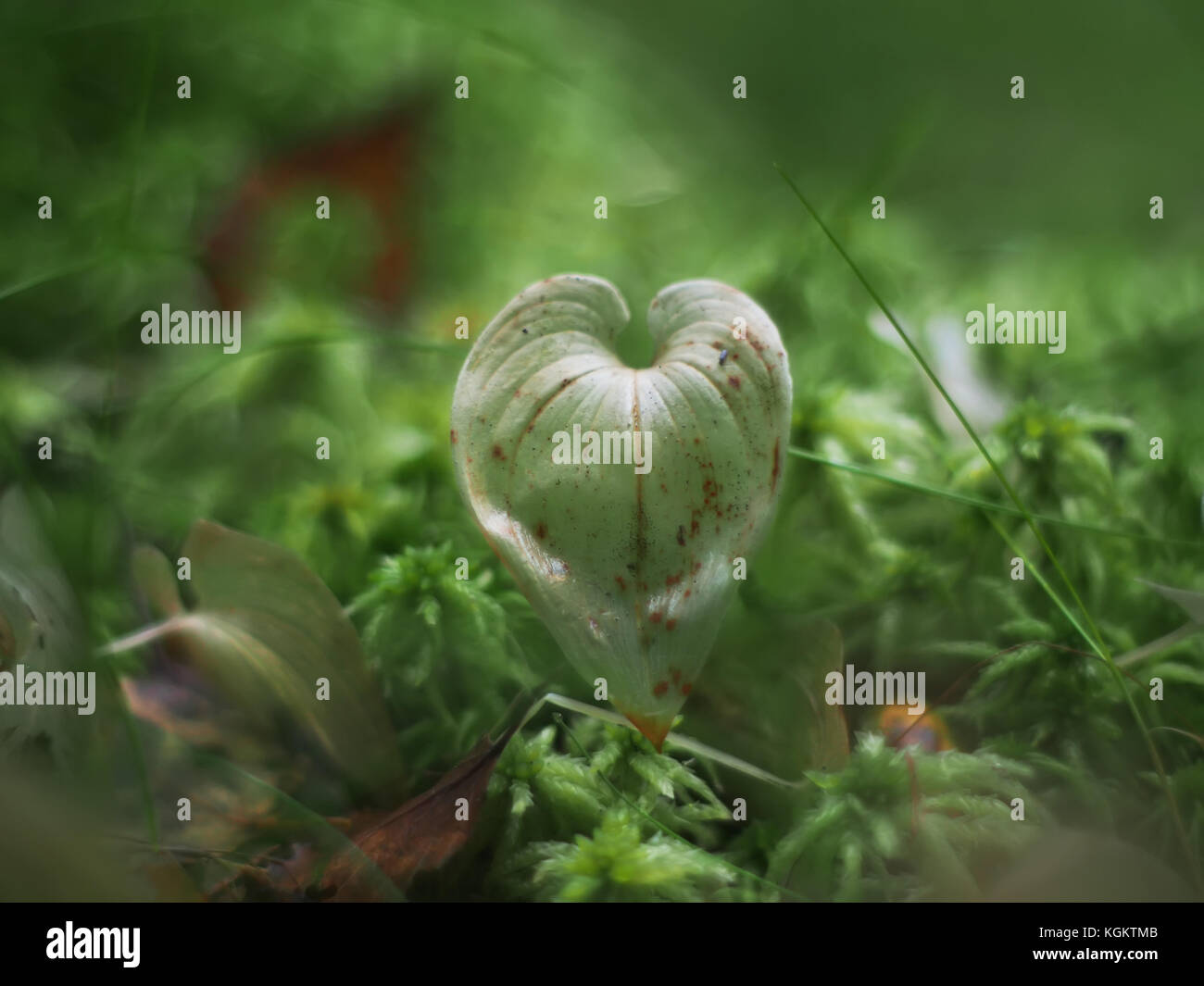 Maianthemum bifolium in the forest Stock Photo - Alamy