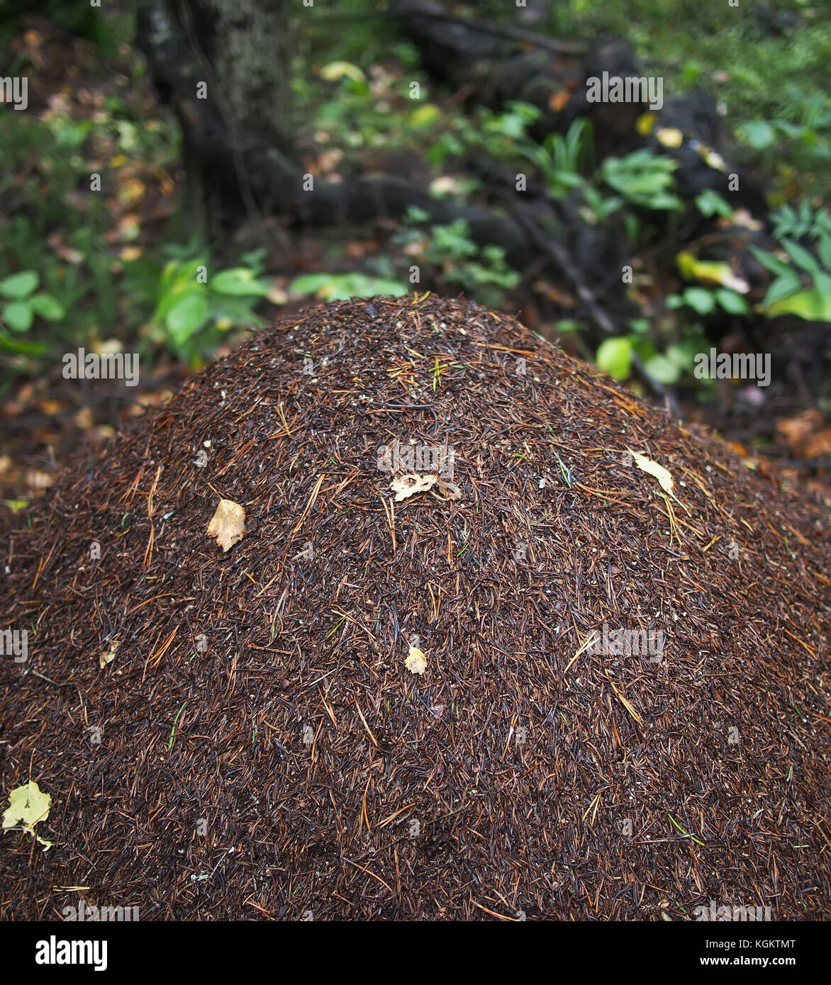 an anthill in the forest. summer Stock Photo - Alamy