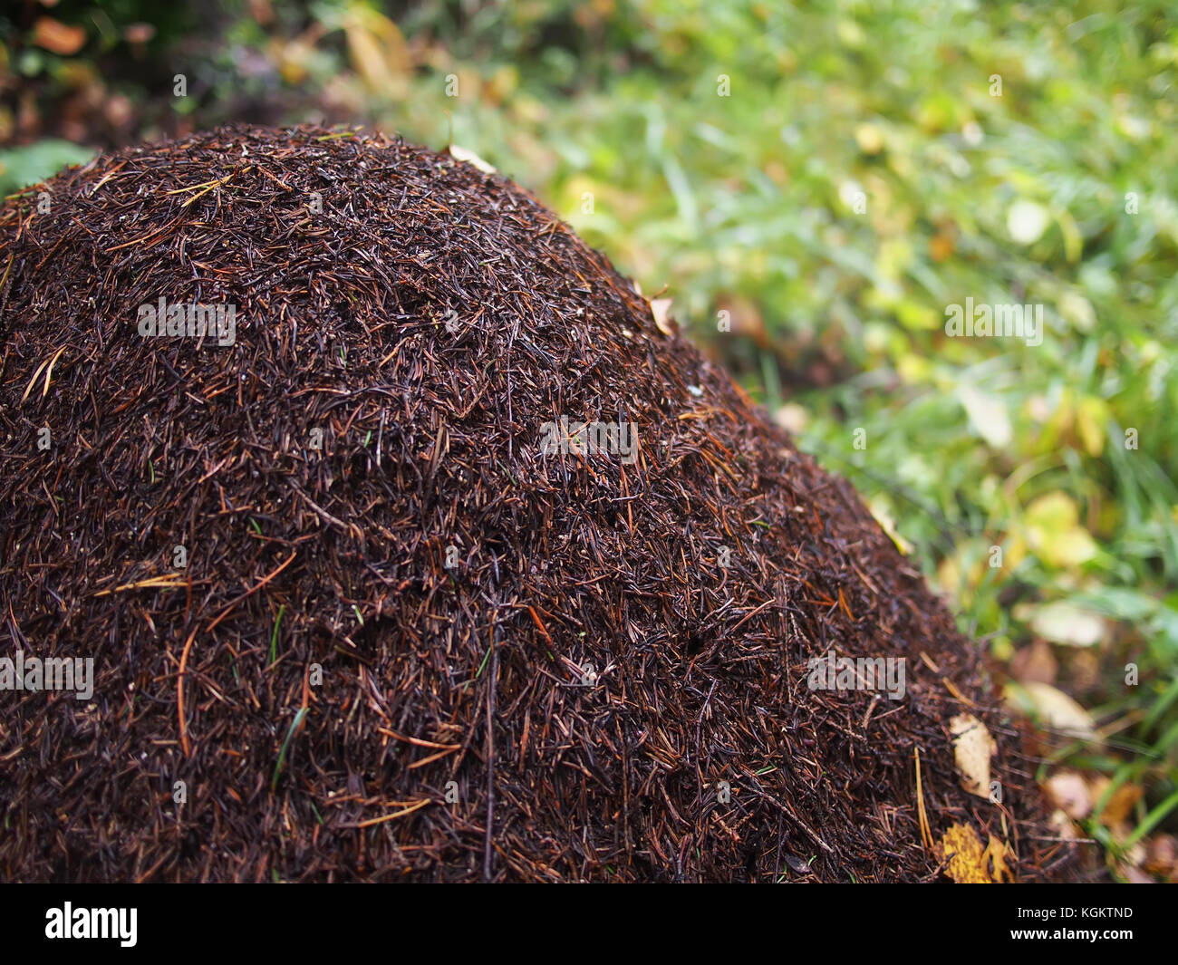 an anthill in the forest. summer Stock Photo - Alamy