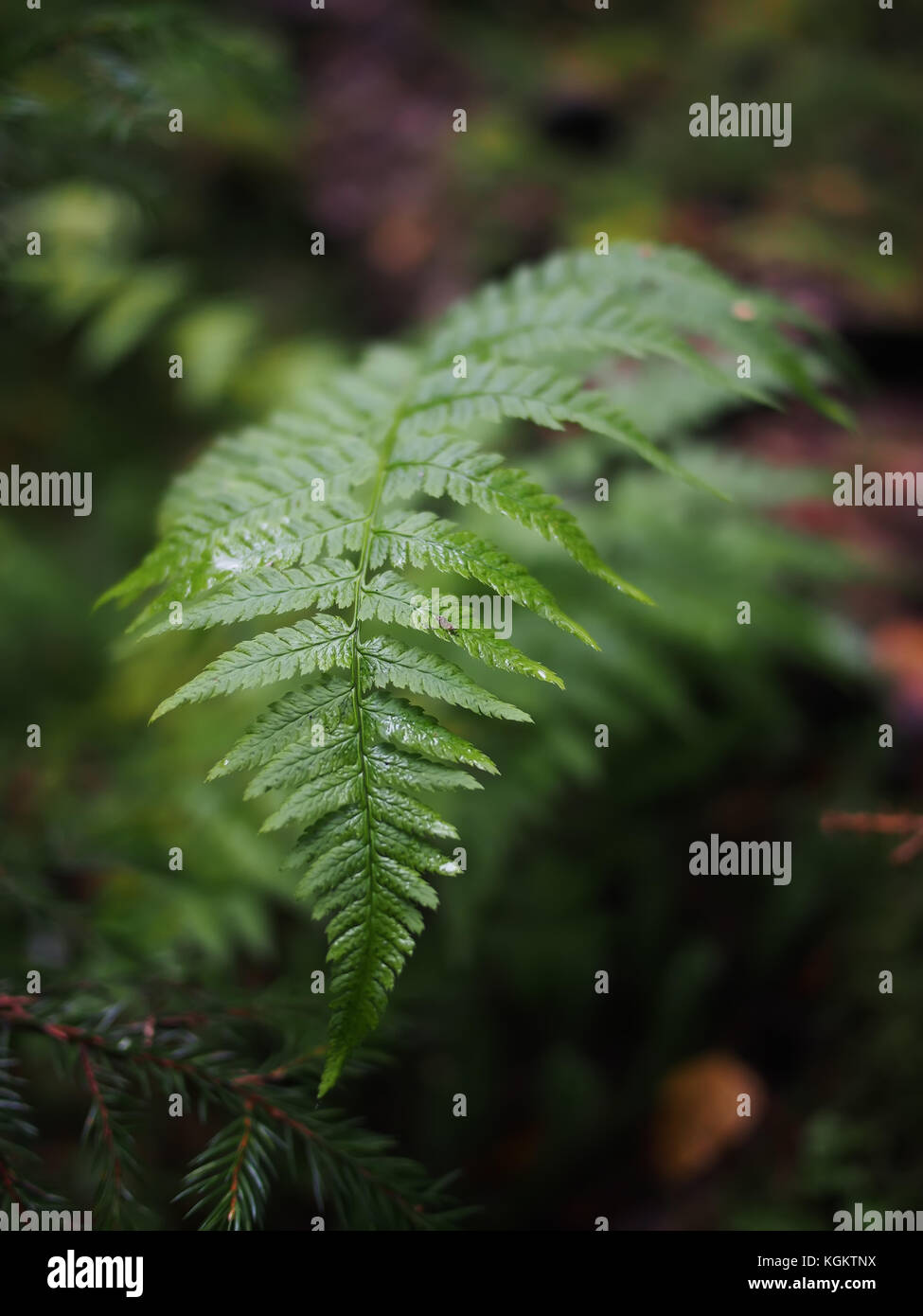 fern in the forest Stock Photo - Alamy