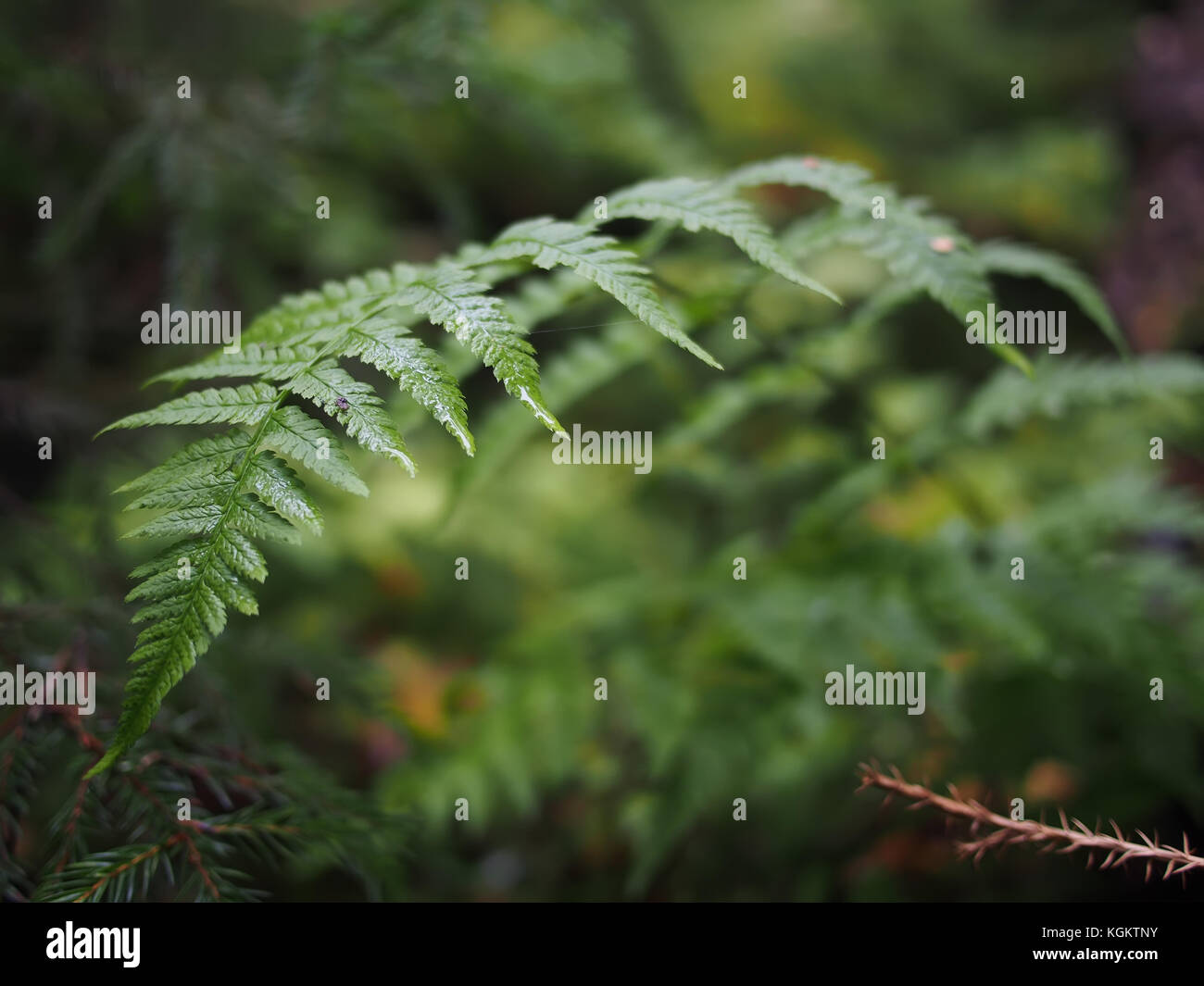 fern in the forest Stock Photo - Alamy