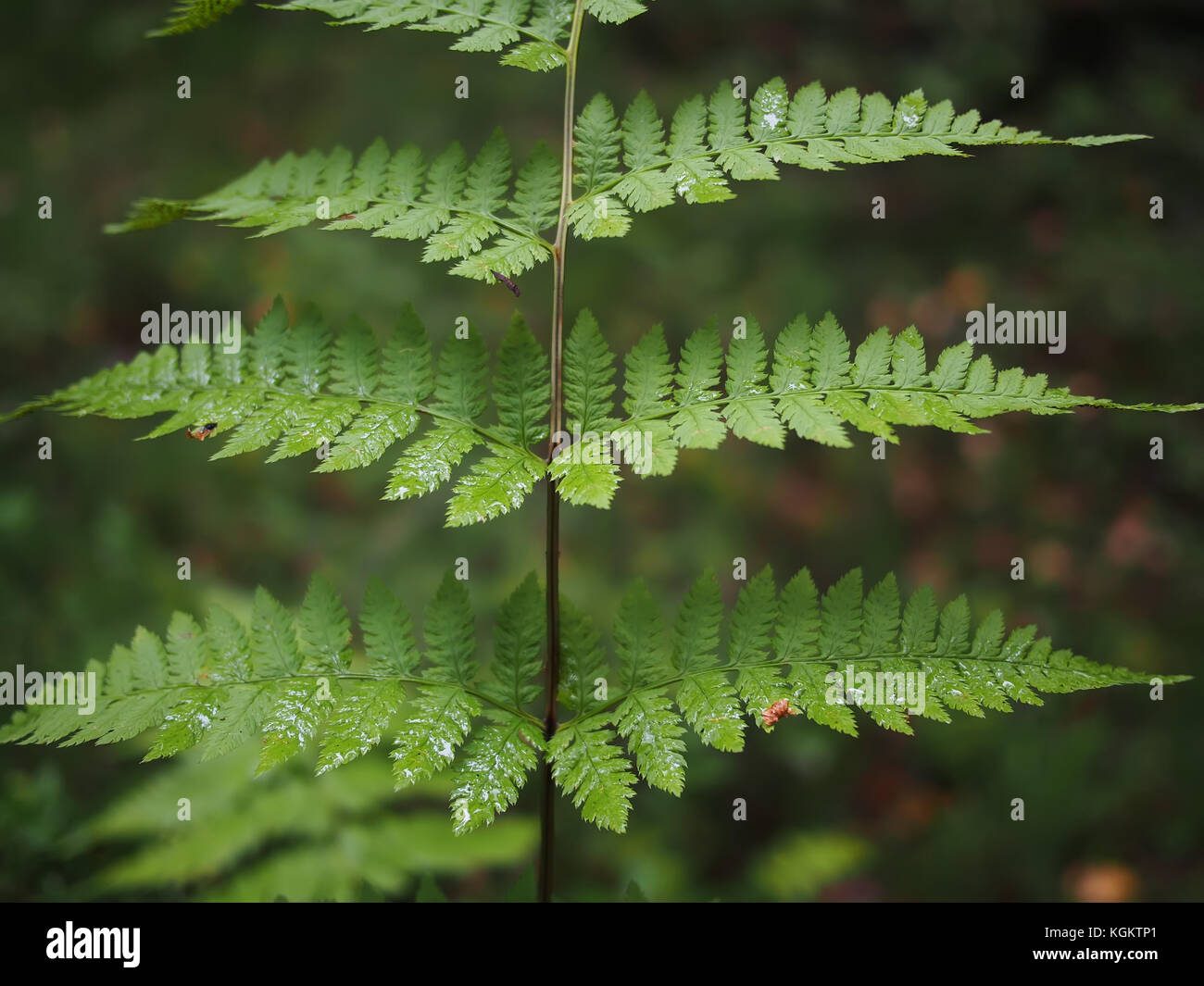 fern in the forest Stock Photo - Alamy