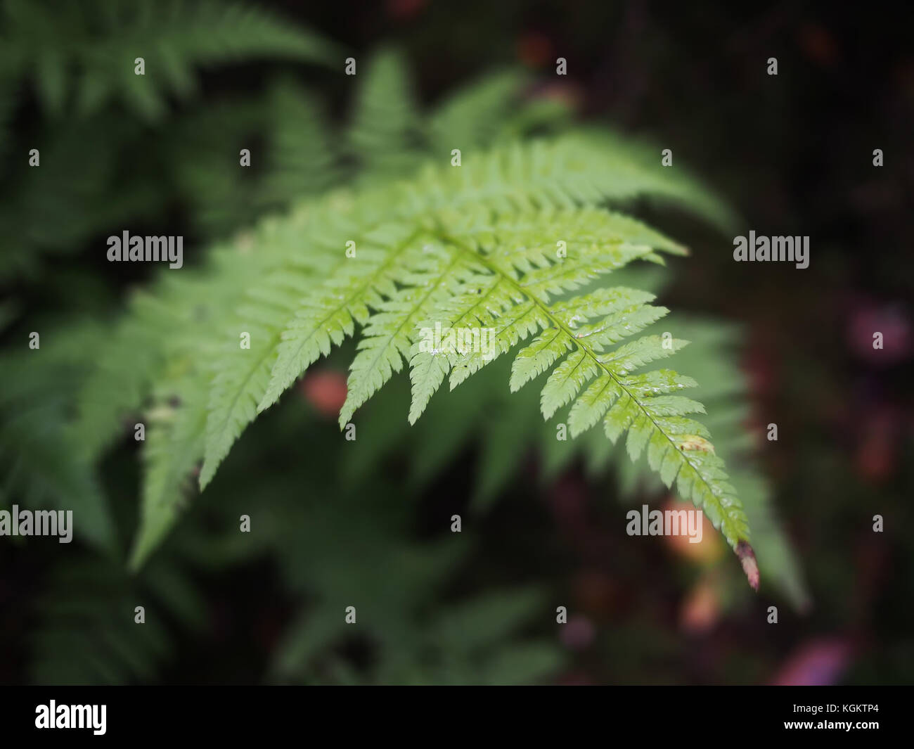 fern in the forest Stock Photo - Alamy