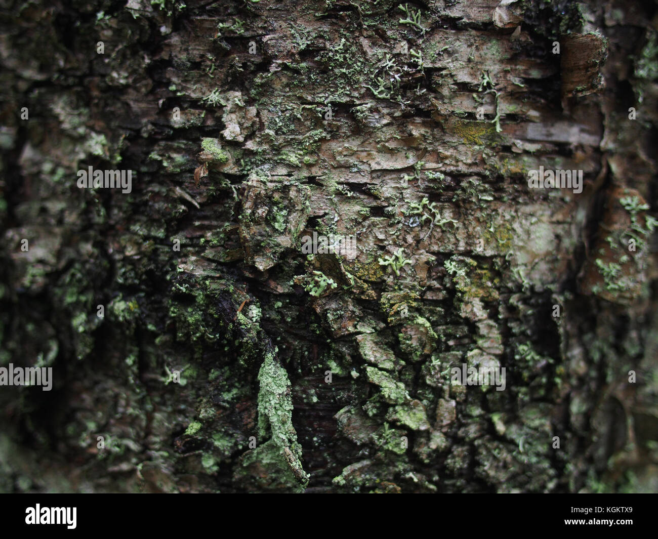 lichen on the bark of a tree Stock Photo - Alamy