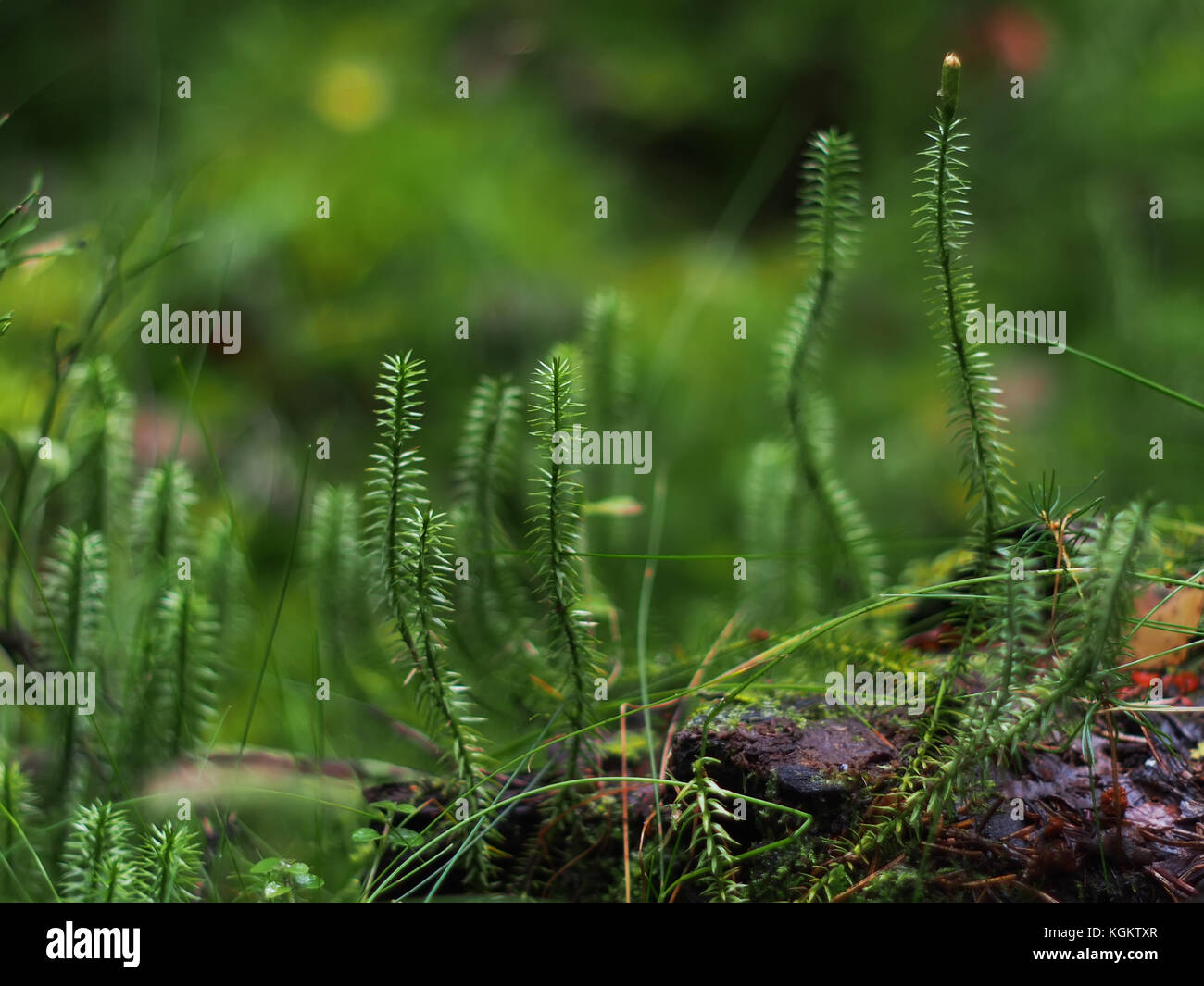 Lycopodium in the forest Stock Photo - Alamy