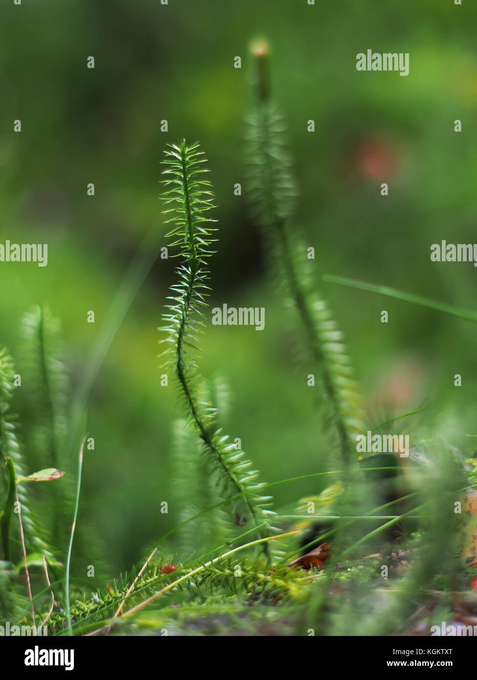 Lycopodium in the forest Stock Photo - Alamy