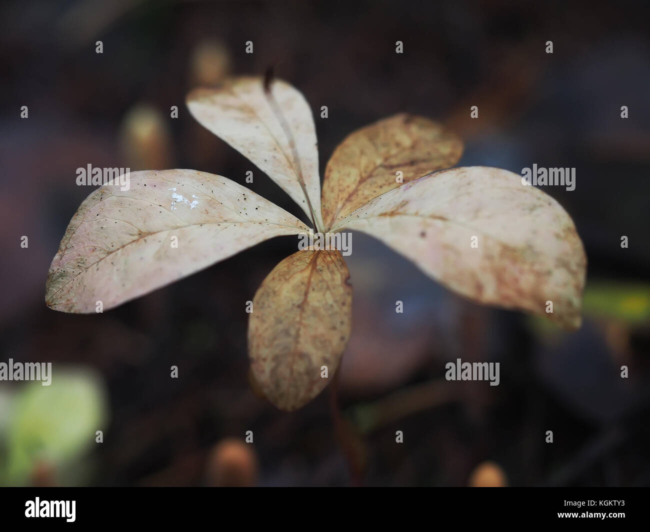 Trientalis europaea in the forest Stock Photo - Alamy