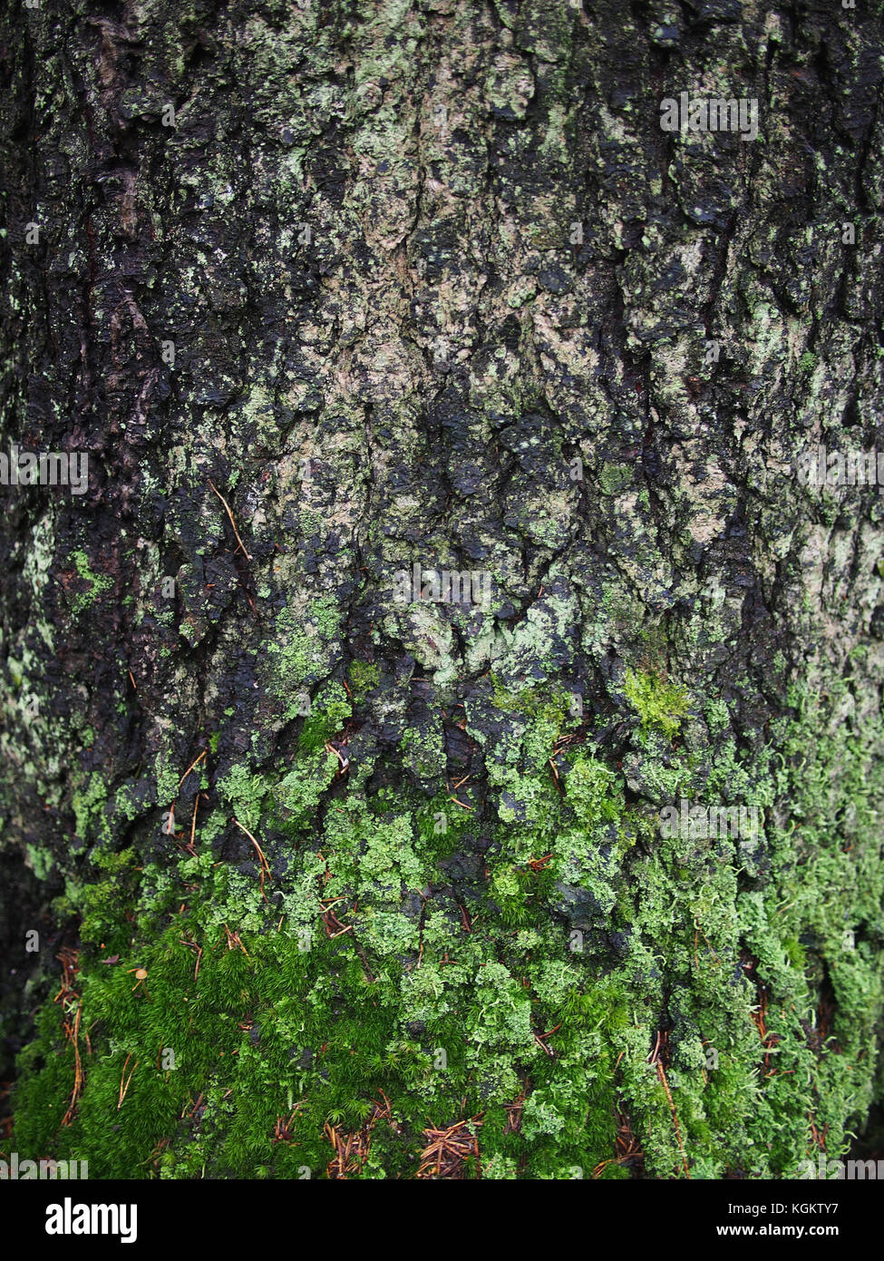 lichen on the bark of a tree Stock Photo - Alamy