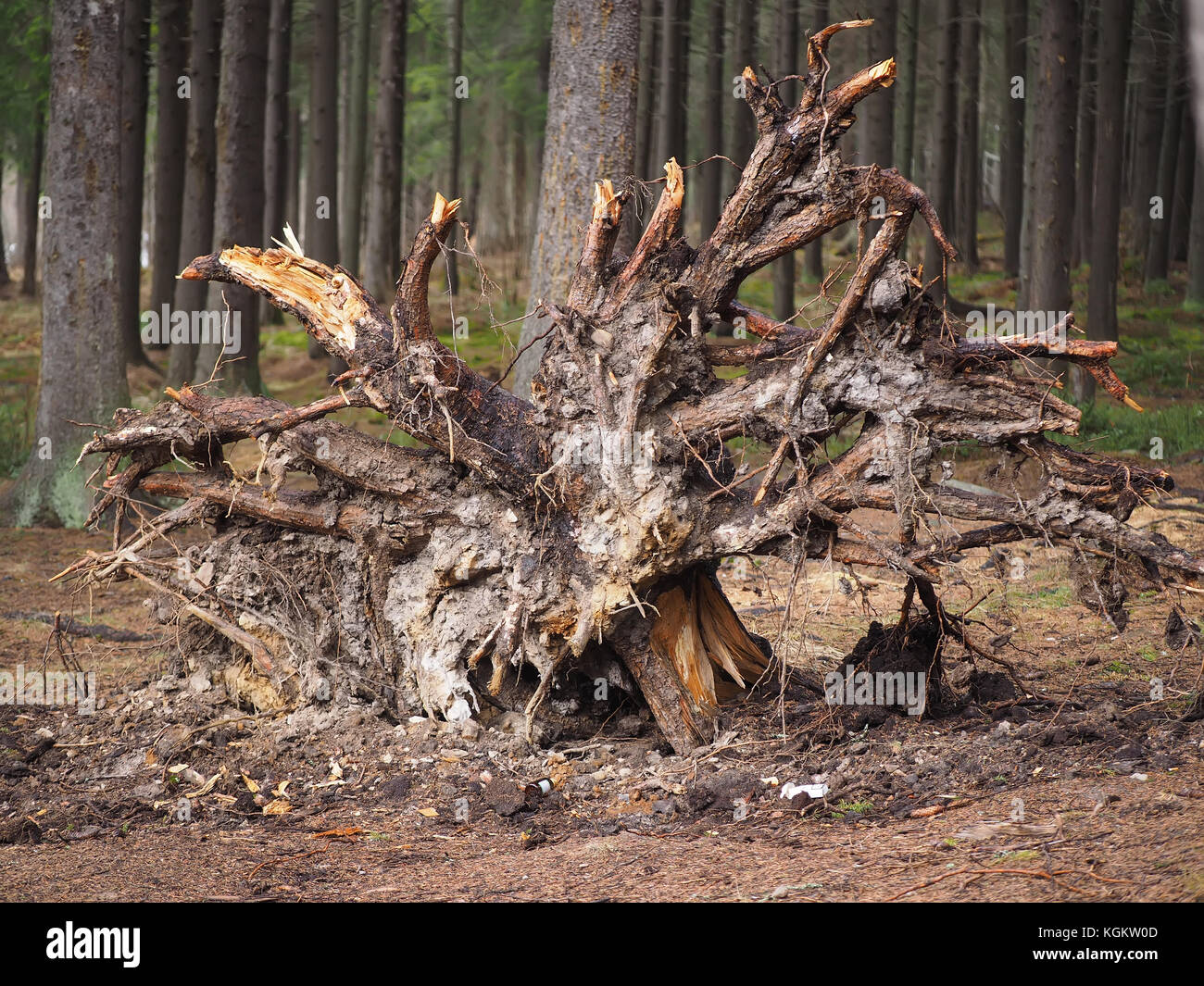 a tree stump in the forest Stock Photo - Alamy