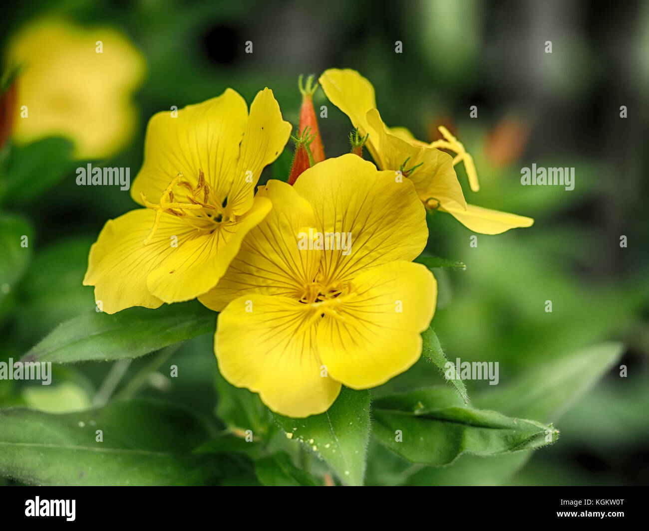 Pink tender flowers clover hi-res stock photography and images - Alamy