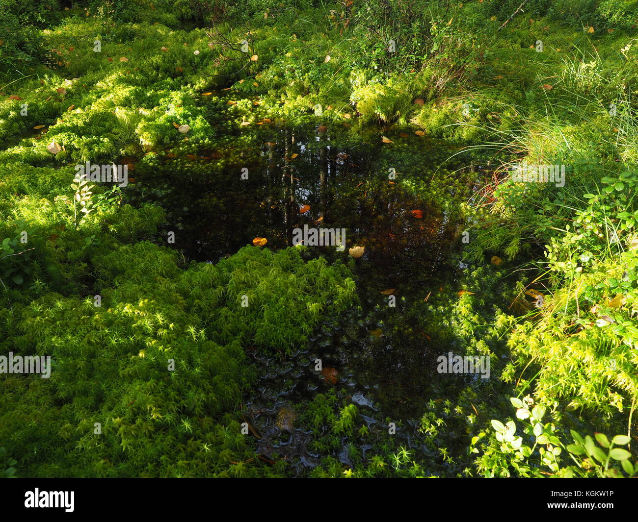 puddle in the swamp Stock Photo - Alamy