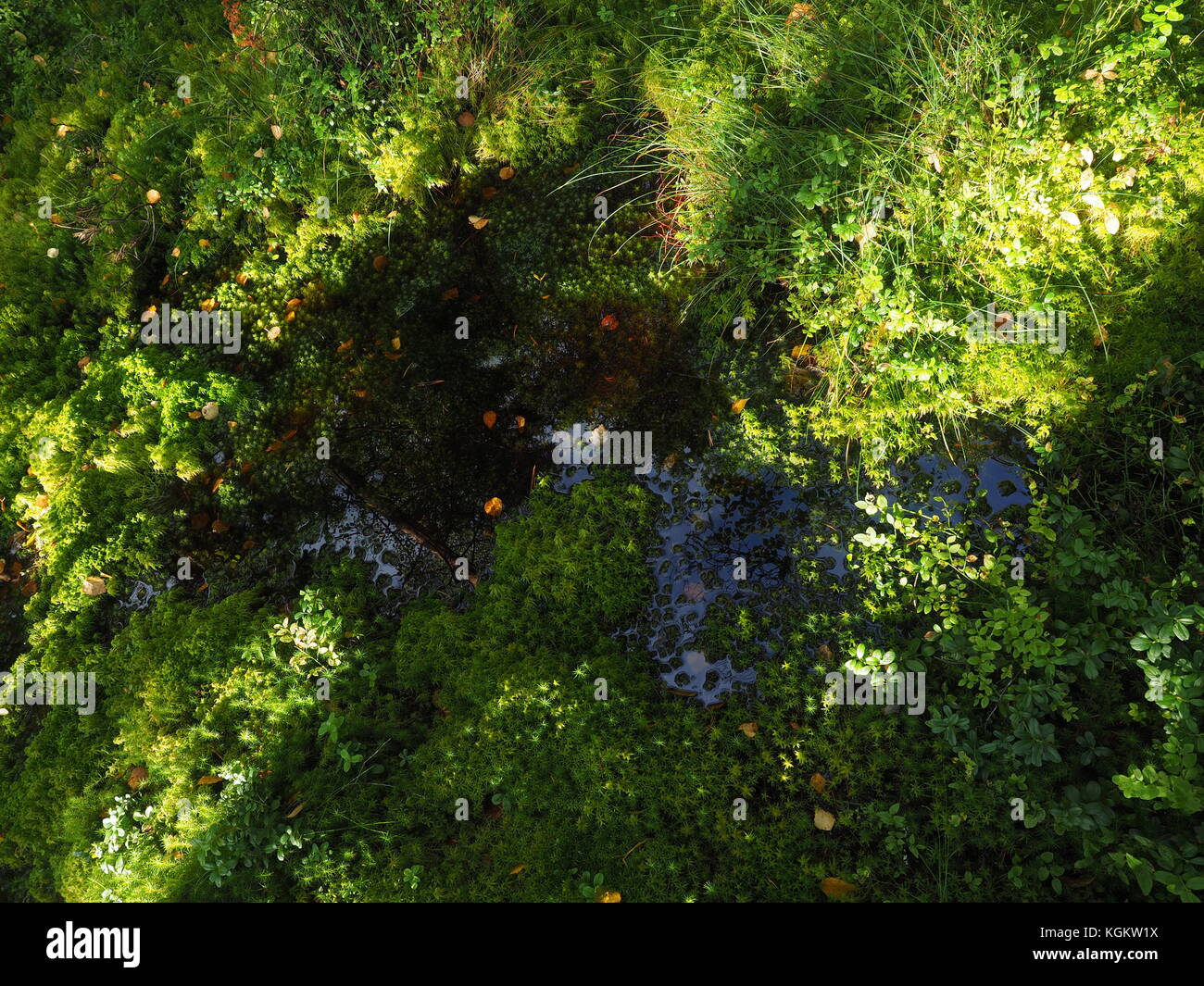 puddle in the swamp Stock Photo - Alamy