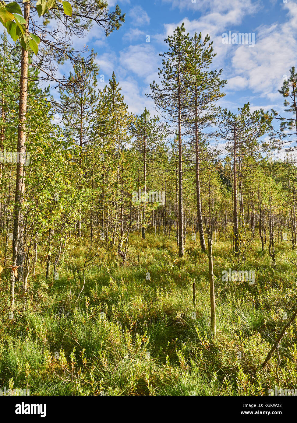 Pine trees on swamp in summer Stock Photo - Alamy