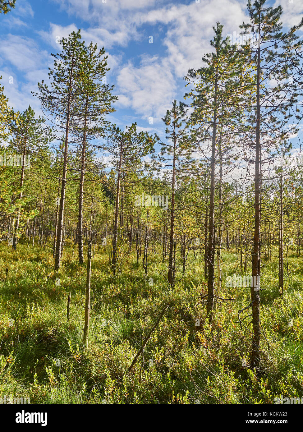 Pine trees on swamp in summer Stock Photo - Alamy