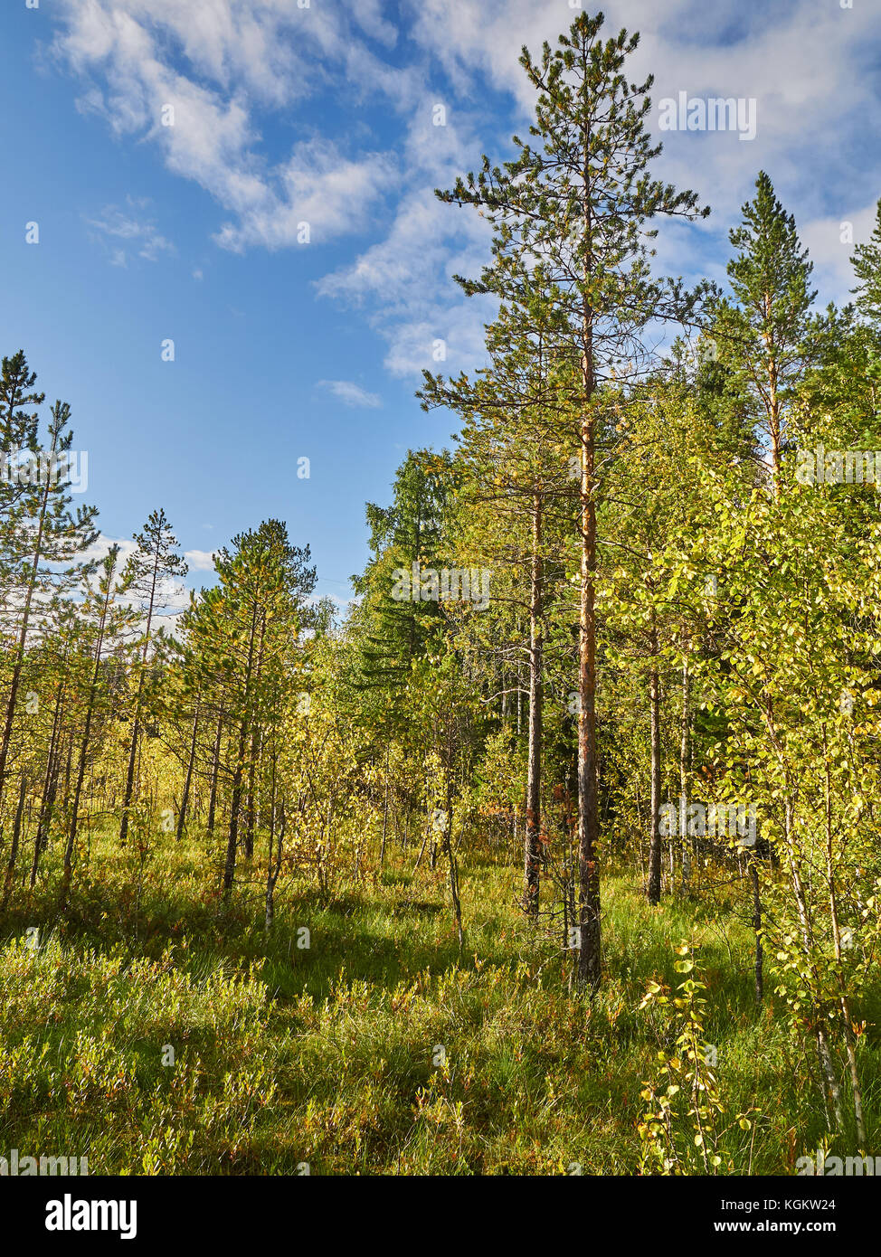 Pine trees on swamp in summer Stock Photo - Alamy