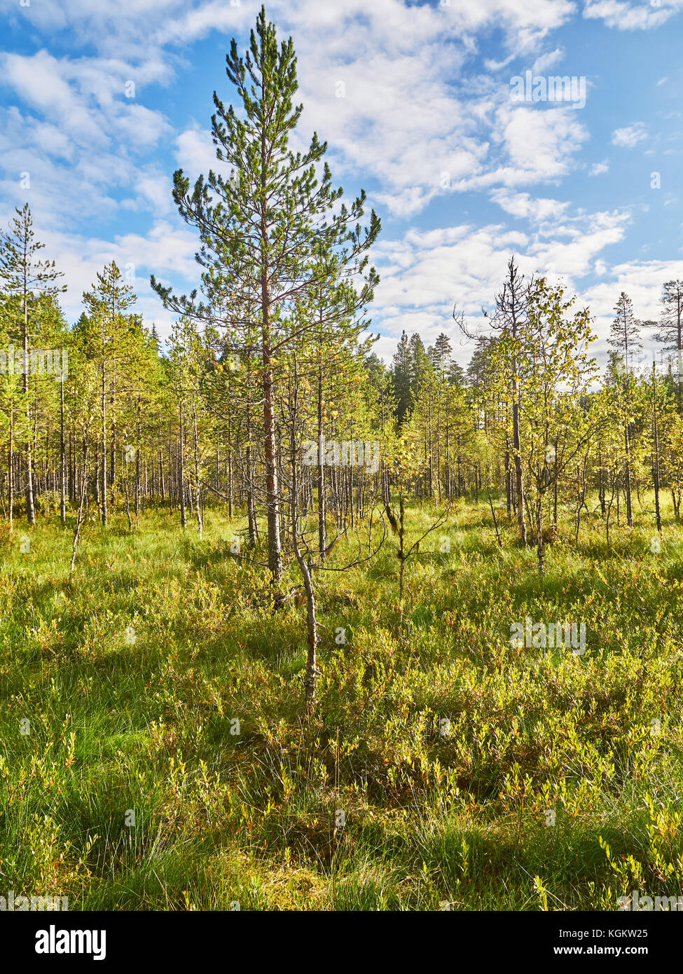 Pine trees on swamp in summer Stock Photo - Alamy
