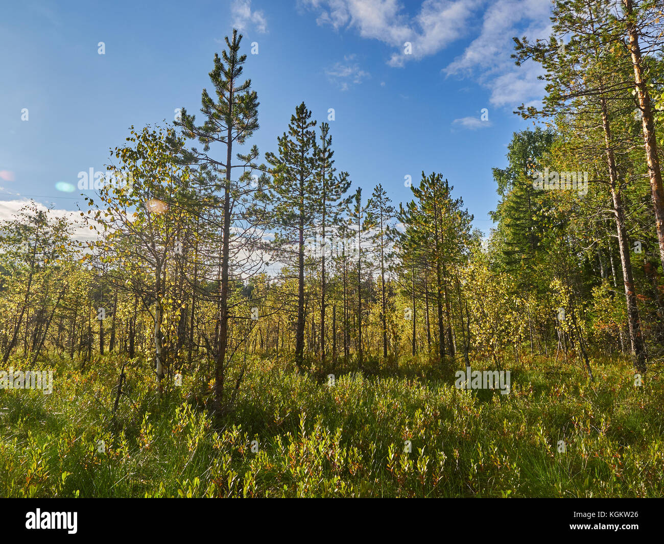 Pine trees on swamp in summer Stock Photo - Alamy
