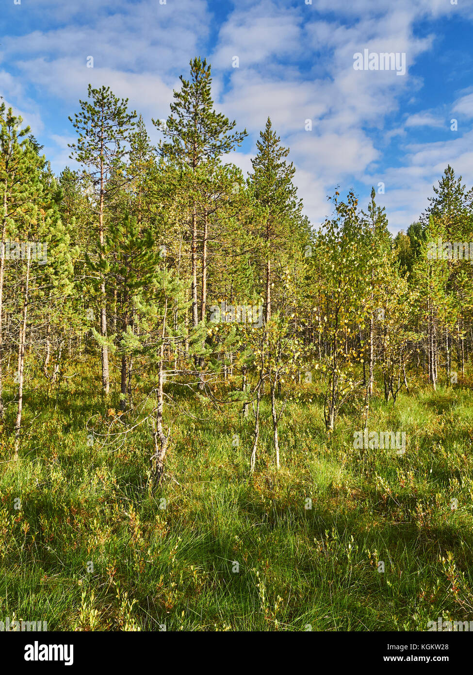 Pine trees on swamp in summer Stock Photo - Alamy