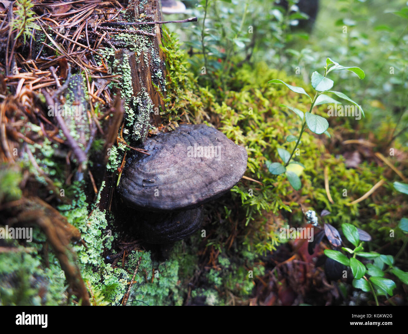 fungus mushroom on a stump Stock Photo - Alamy