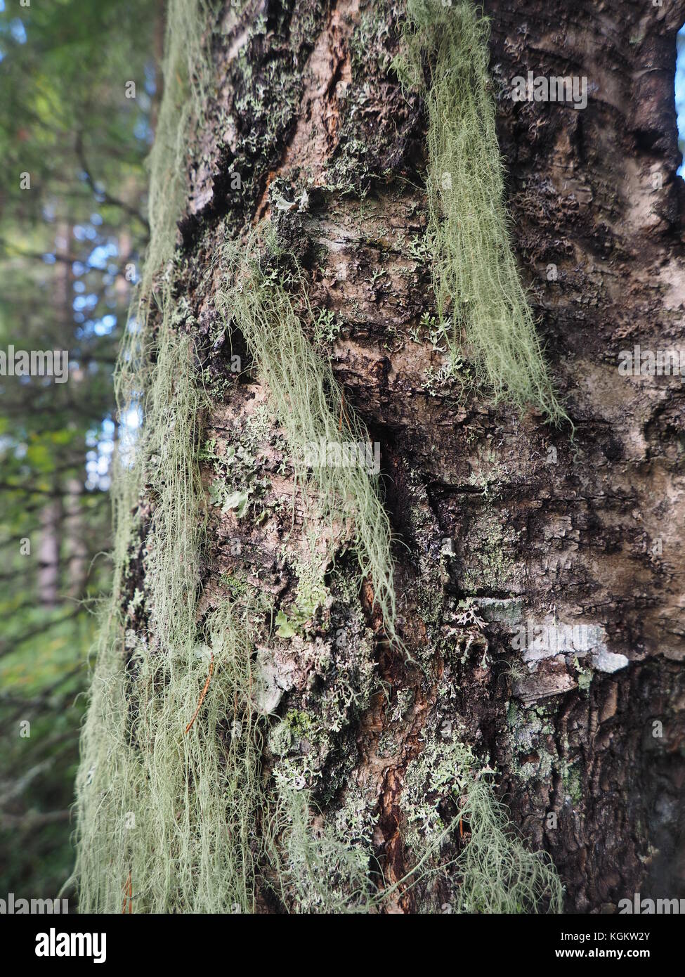 lichen on the trunk of a tree Stock Photo - Alamy