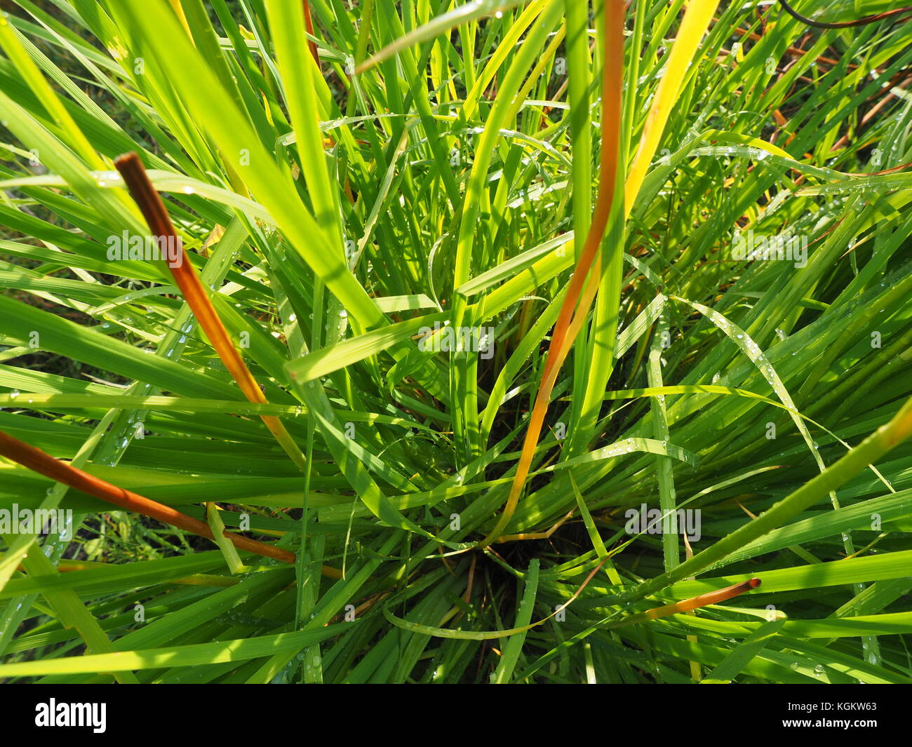 grass in the forest Stock Photo - Alamy