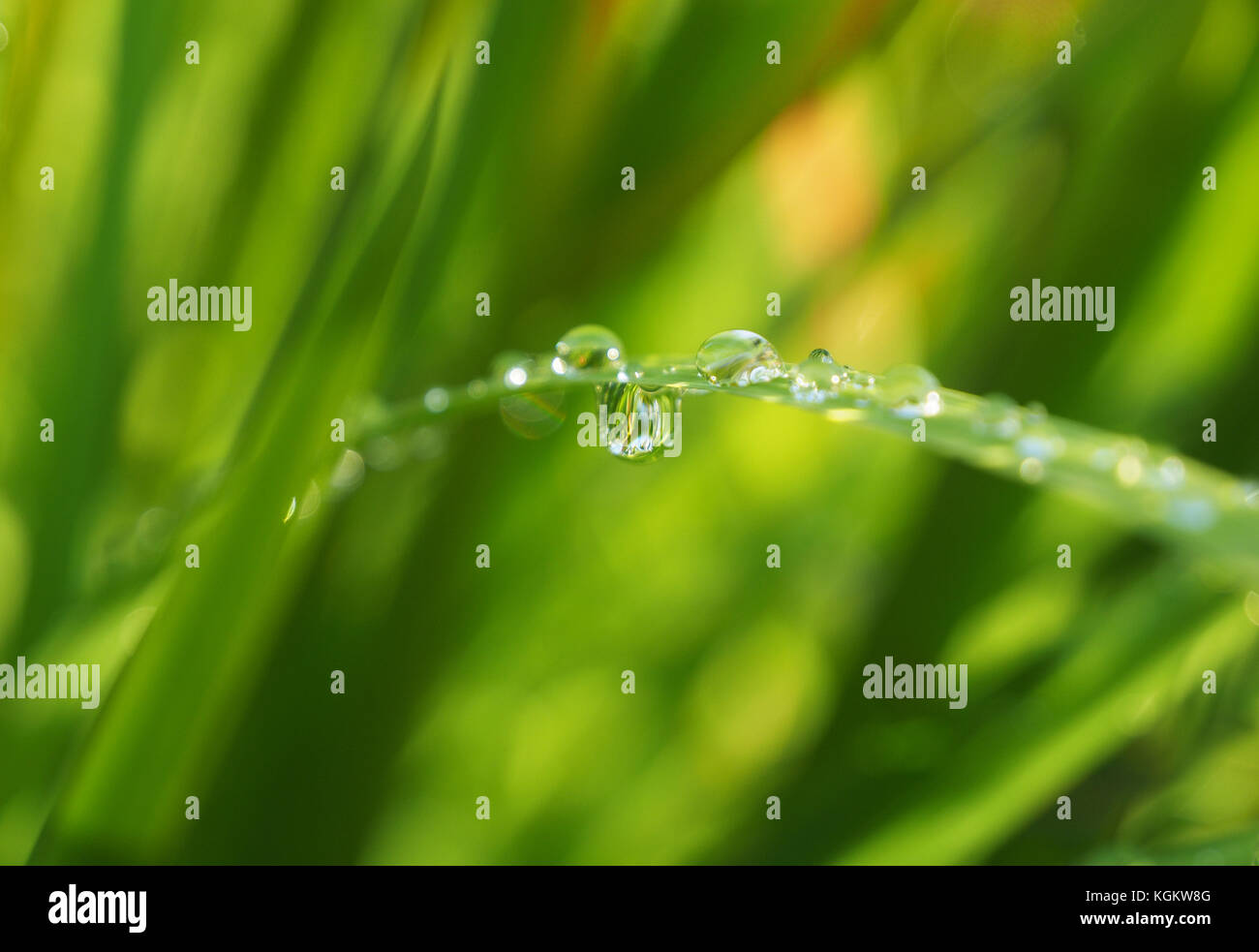 drops on the grass in the woods Stock Photo - Alamy