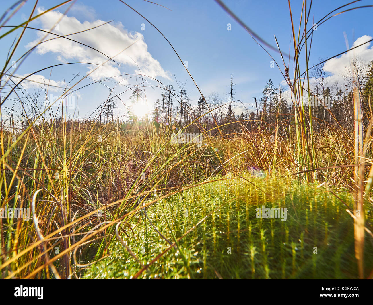 swamp in the summer. russia Stock Photo - Alamy