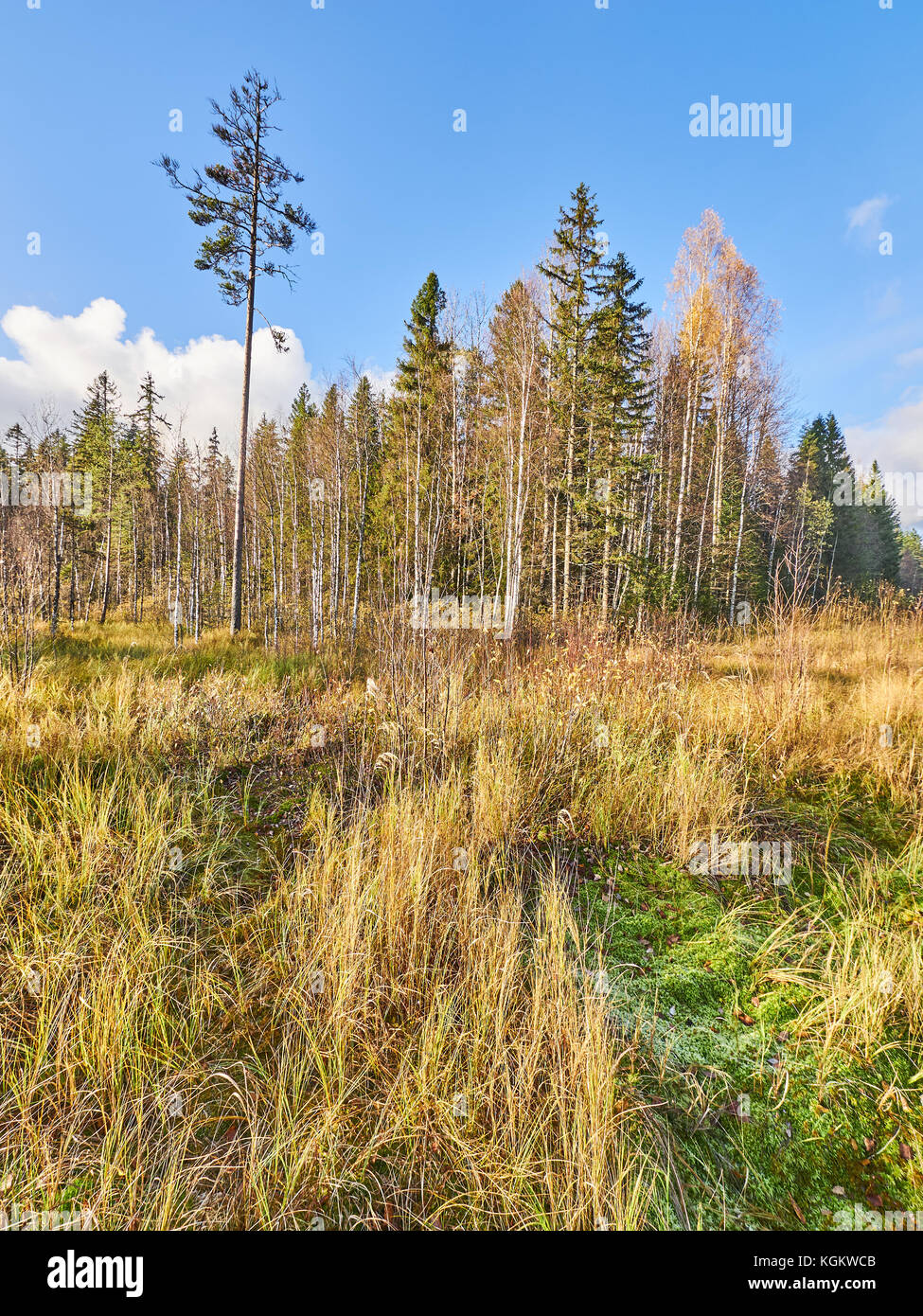 swamp in the summer. russia Stock Photo - Alamy