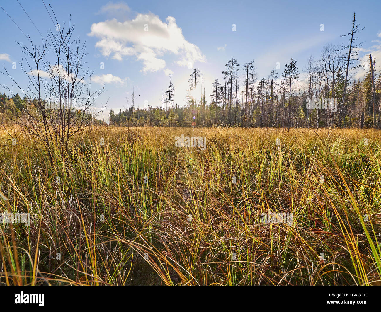 swamp in the summer. russia Stock Photo - Alamy
