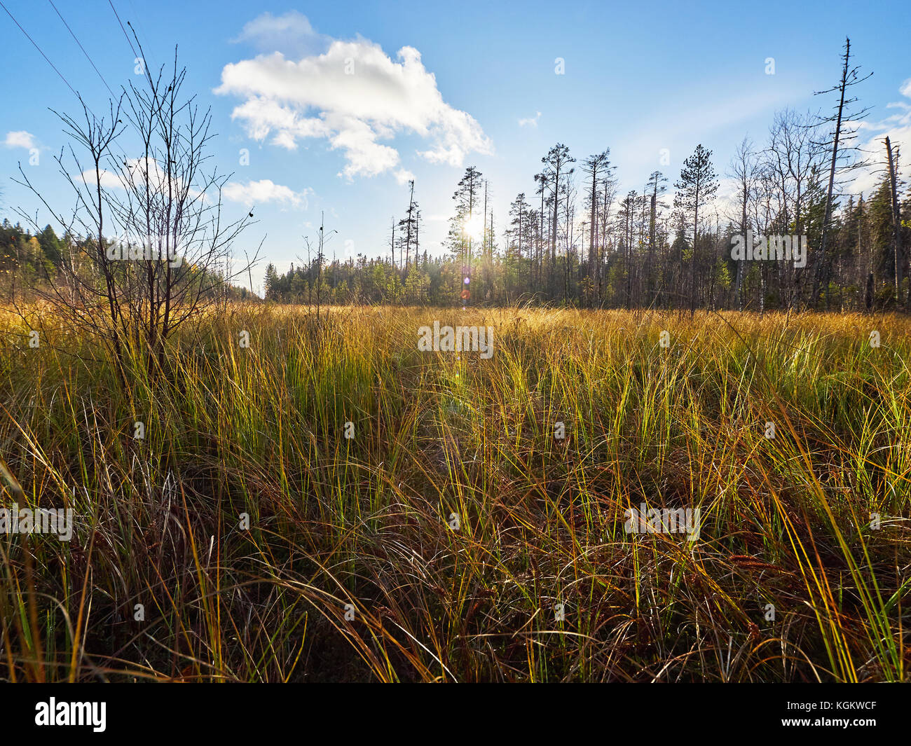 swamp in the summer. russia Stock Photo - Alamy
