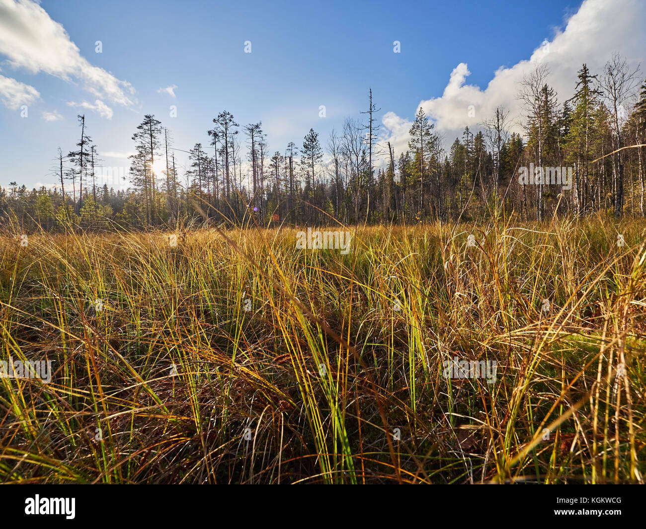 swamp in the summer. russia Stock Photo - Alamy