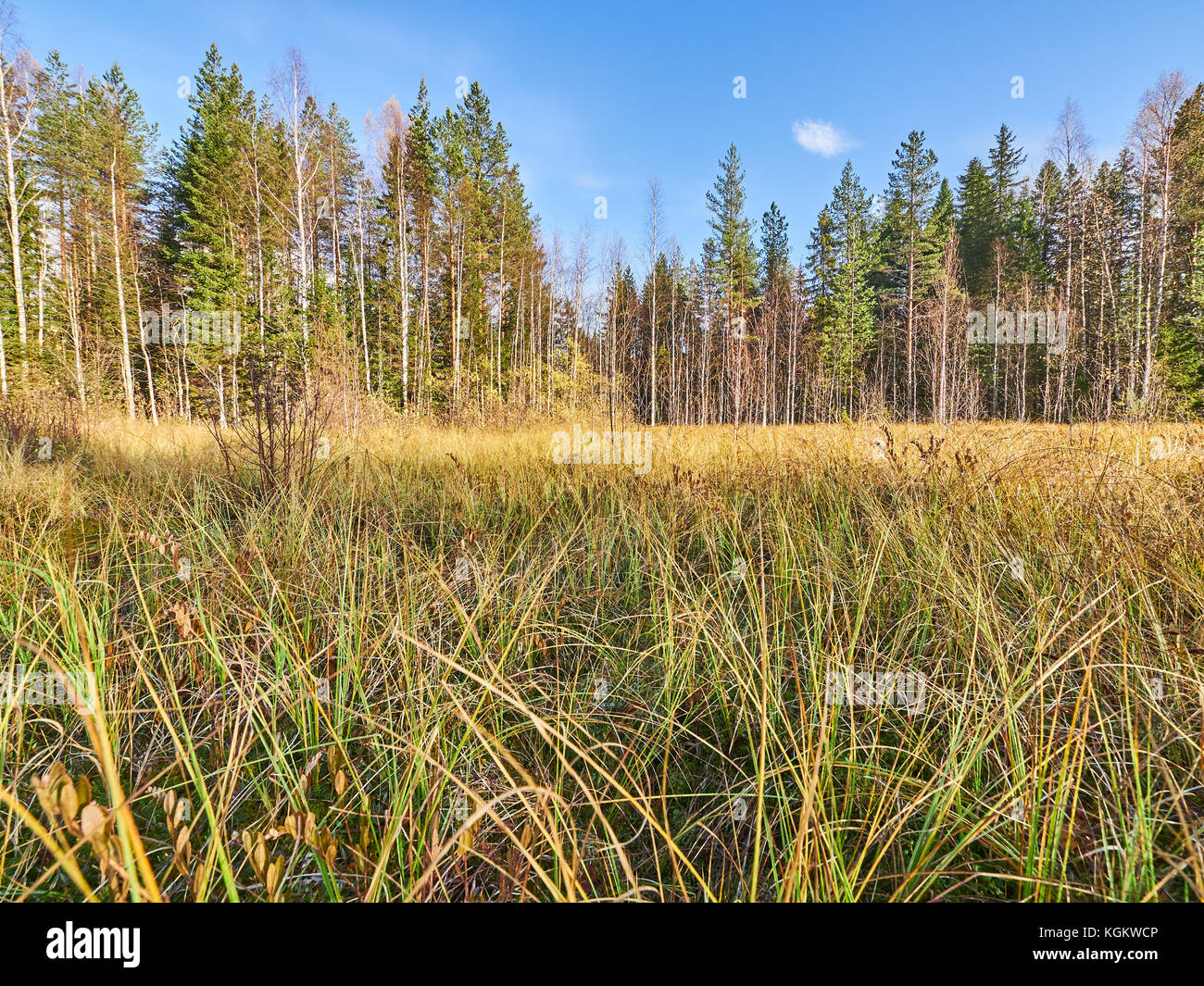 swamp in the summer. russia Stock Photo - Alamy