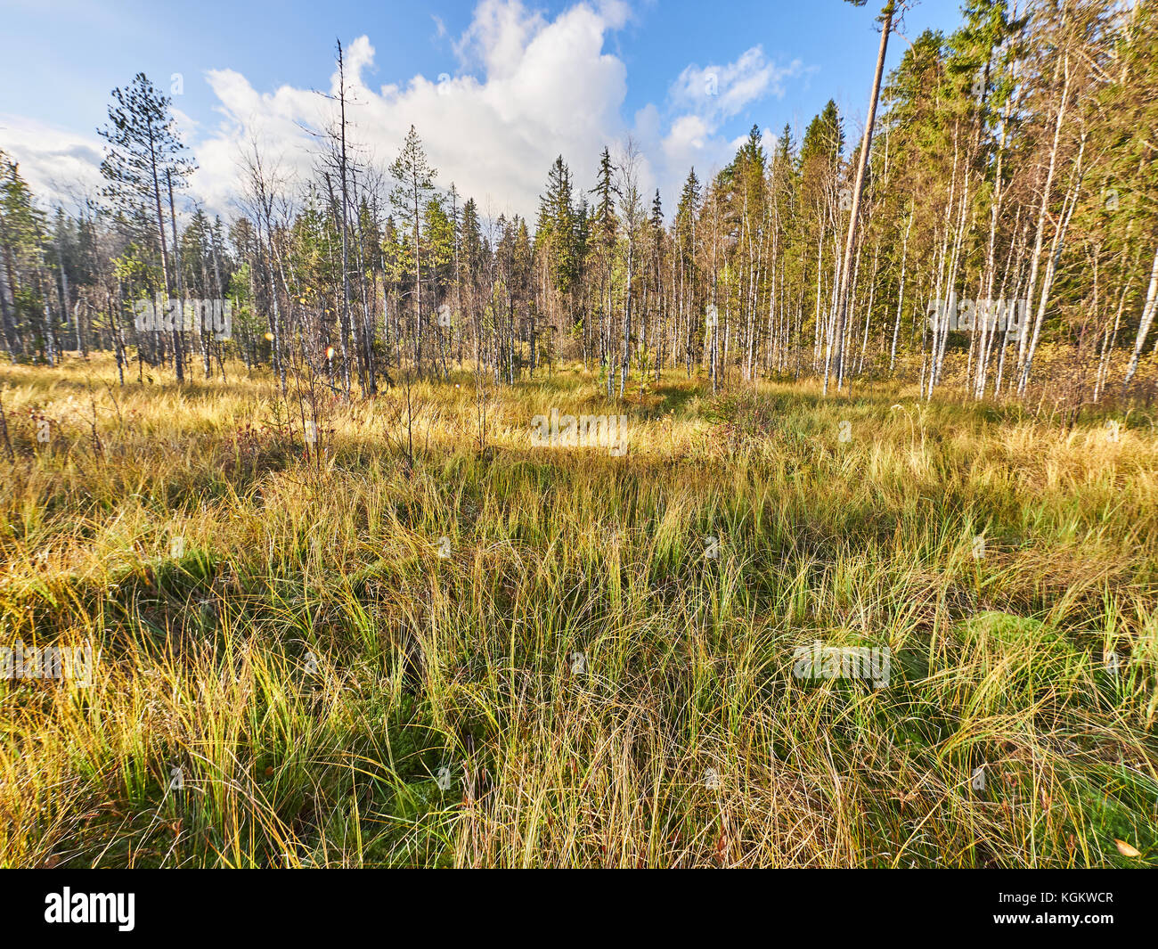 swamp in the summer. russia Stock Photo - Alamy