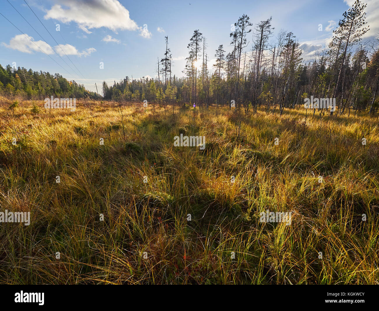 swamp in the summer. russia Stock Photo - Alamy