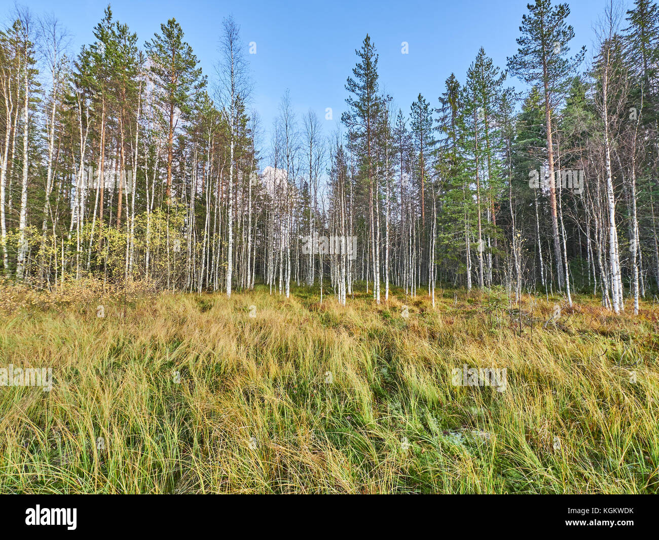 swamp in the summer. russia Stock Photo - Alamy