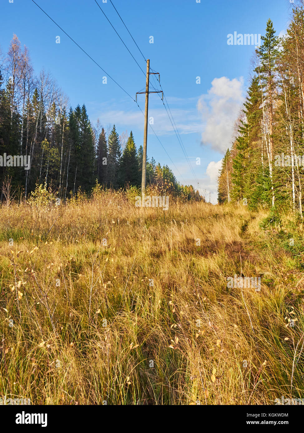 swamp in the summer. russia Stock Photo - Alamy