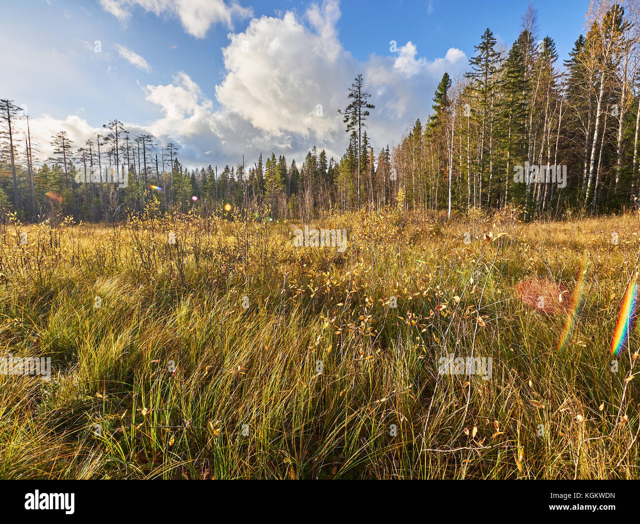 swamp in the summer. russia Stock Photo - Alamy