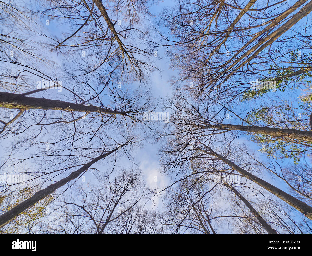 trees from the bottom up in the park Stock Photo - Alamy