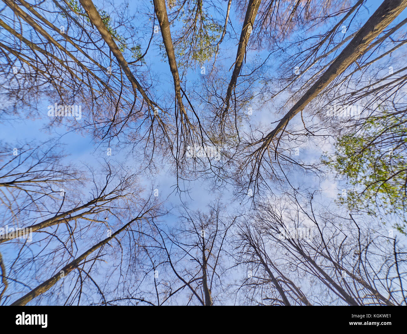 trees from the bottom up in the park Stock Photo - Alamy