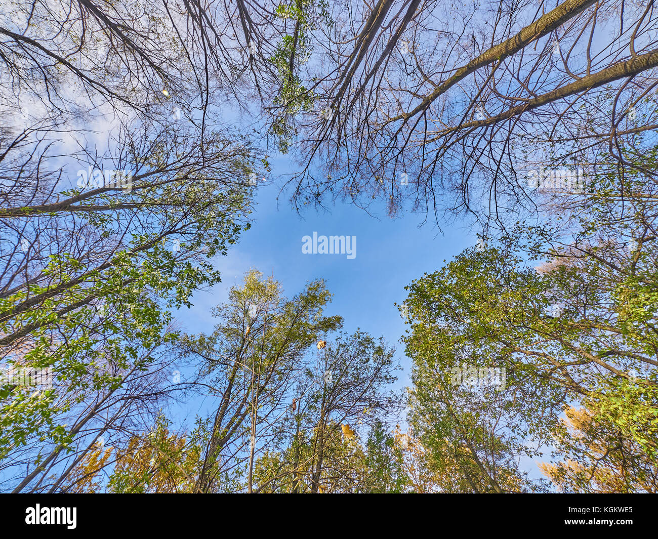 trees from the bottom up in the park Stock Photo - Alamy