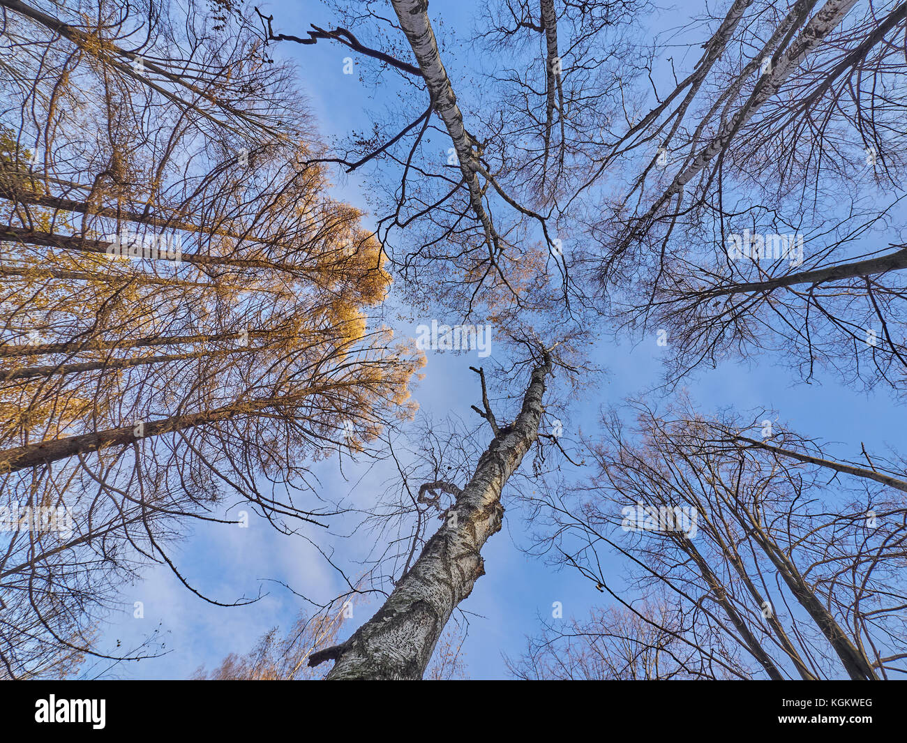 trees from the bottom up in the park Stock Photo - Alamy