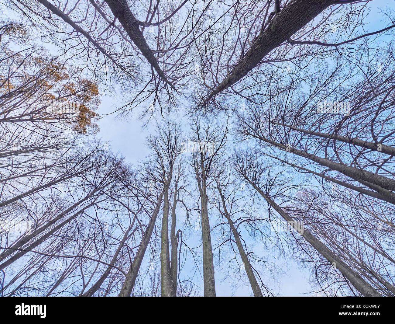 trees from the bottom up in the park Stock Photo - Alamy