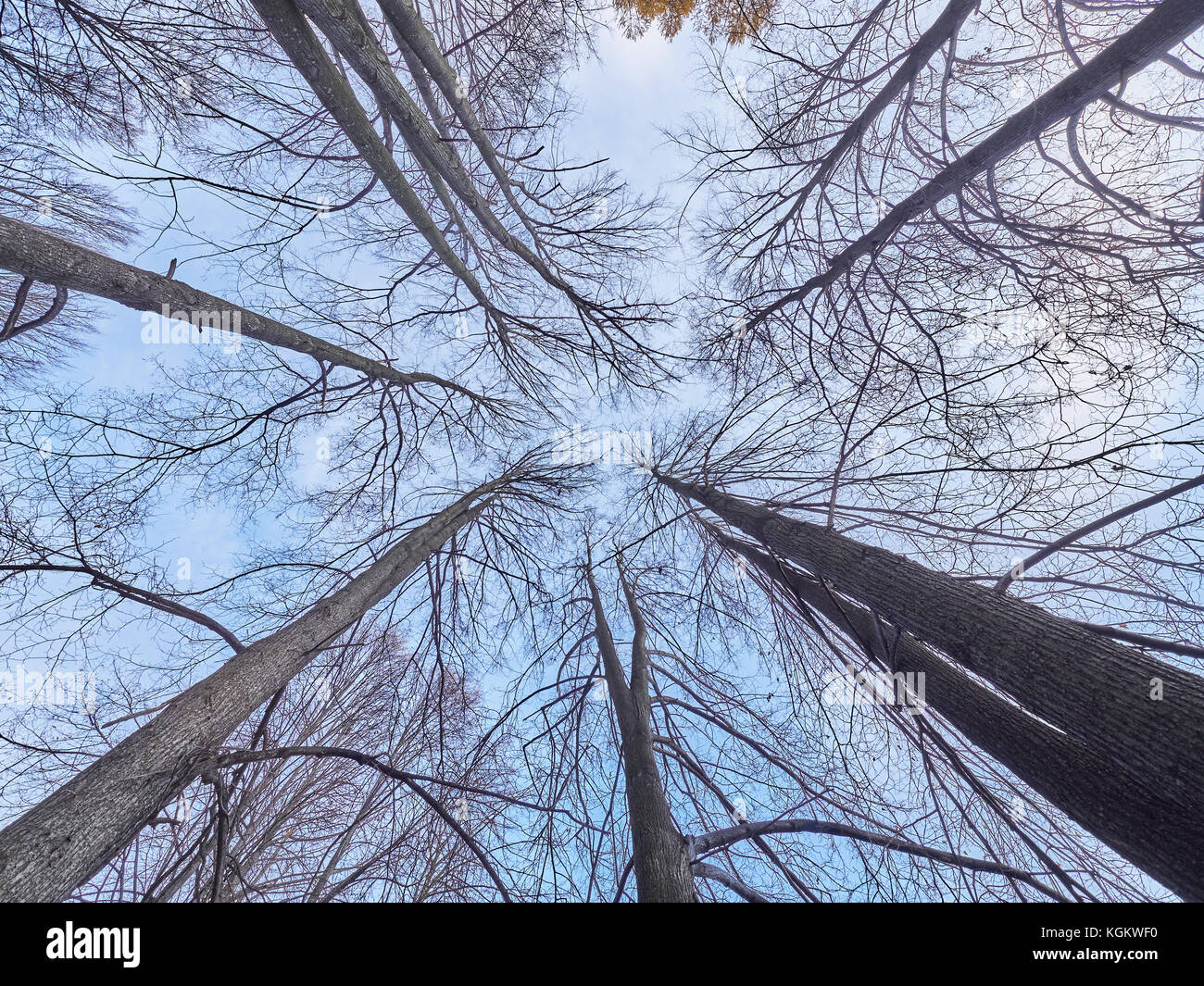 trees from the bottom up in the park Stock Photo - Alamy