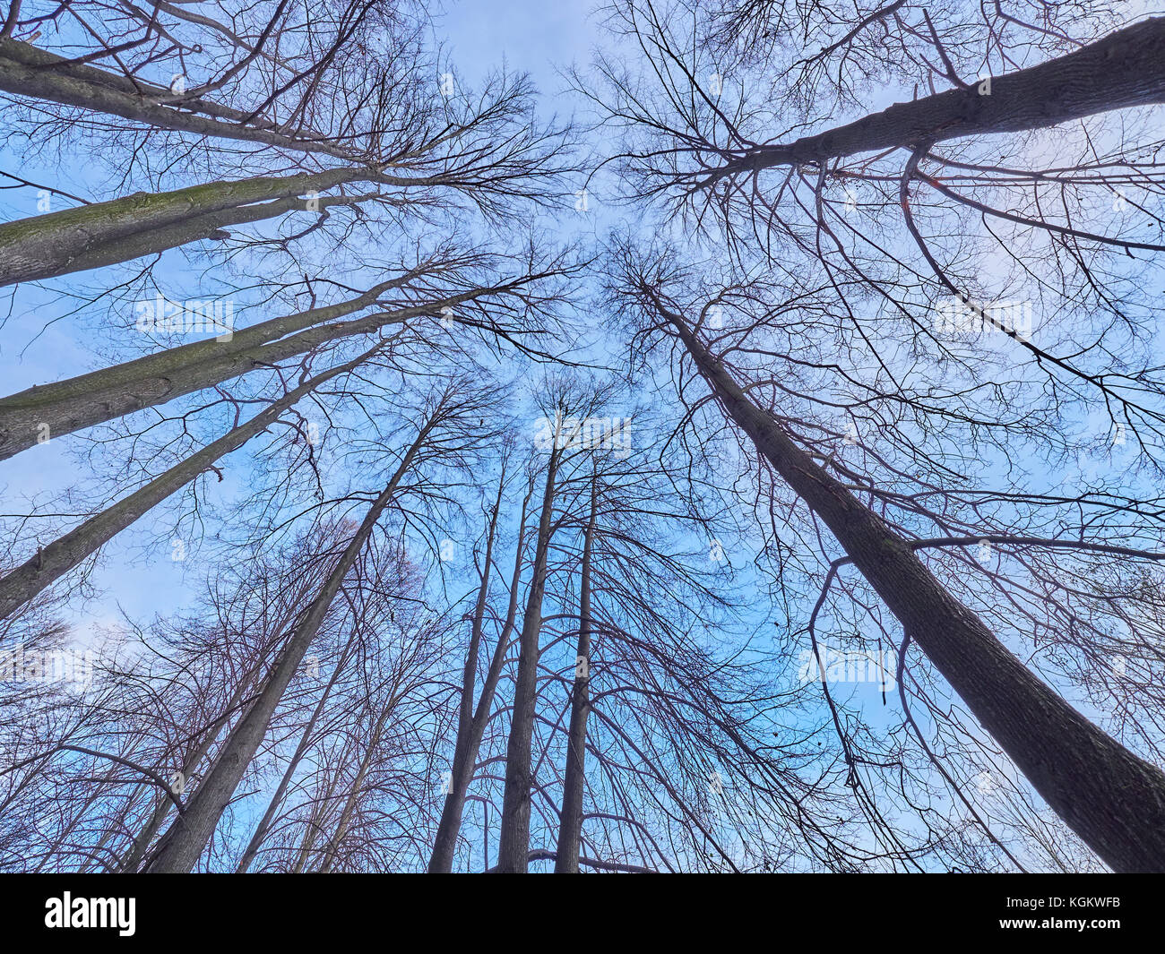 trees from the bottom up in the park Stock Photo - Alamy