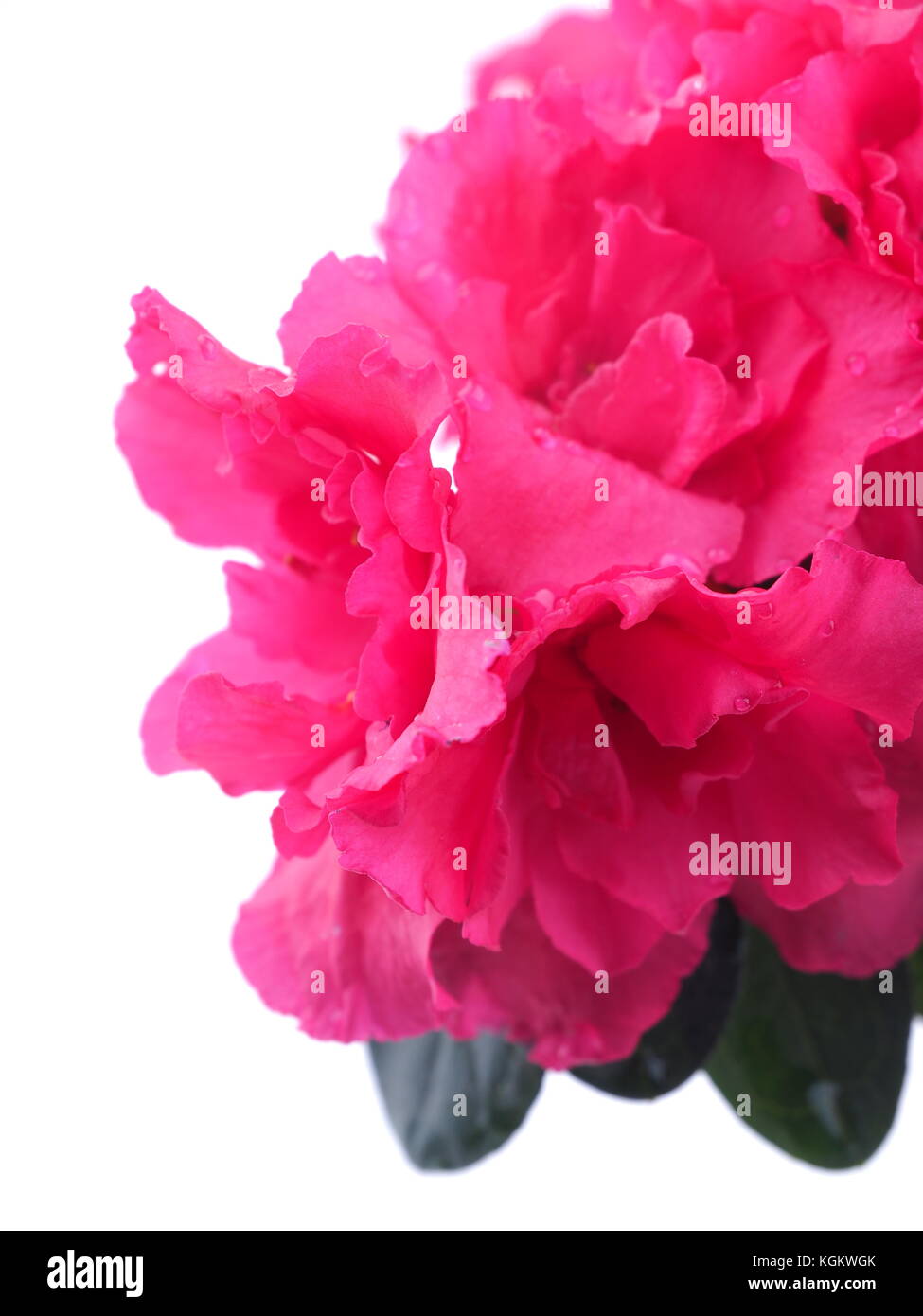 pink azalea flowers on a white background Stock Photo - Alamy