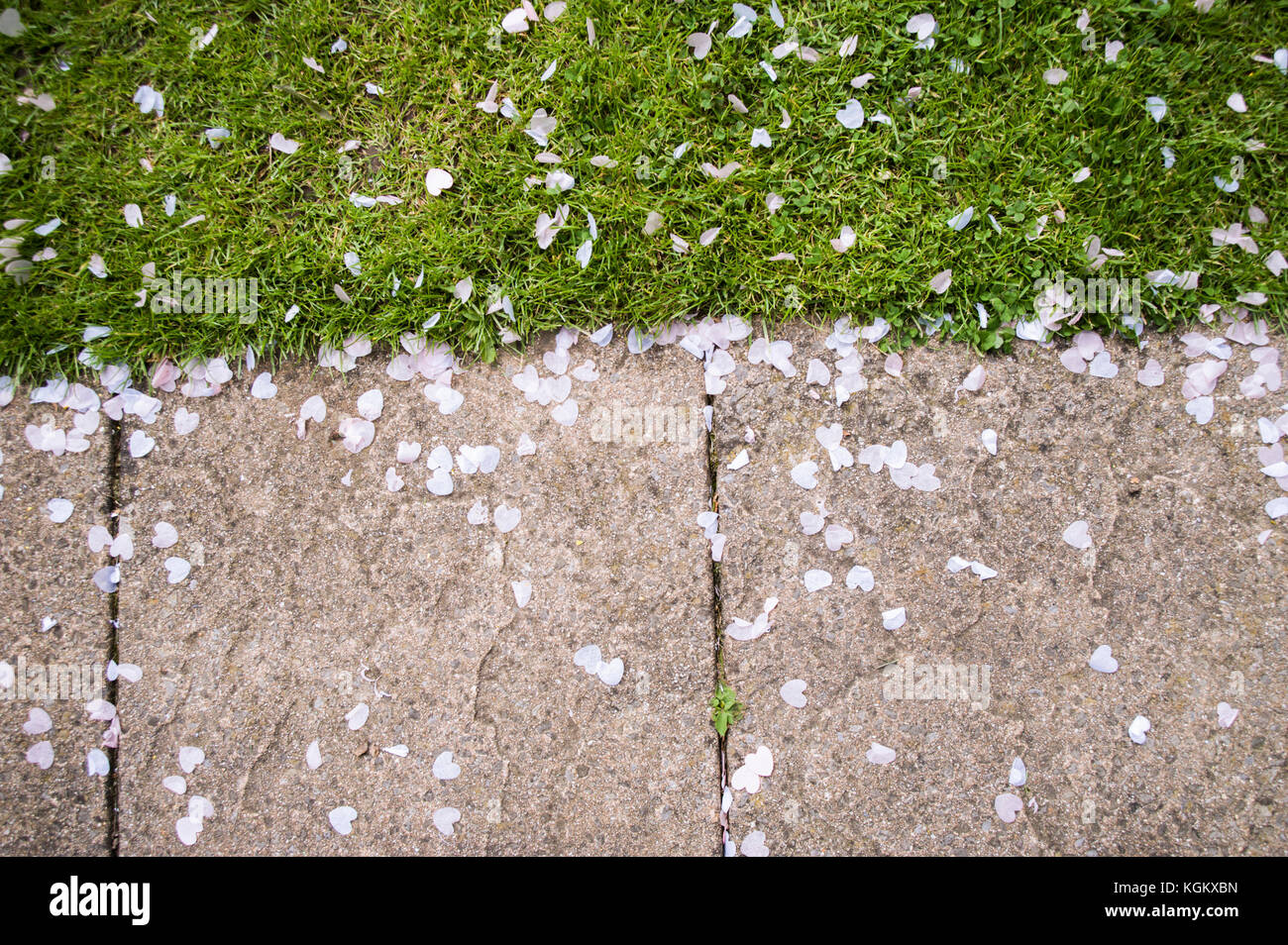 Confetti from a wedding left on pavement Stock Photo - Alamy