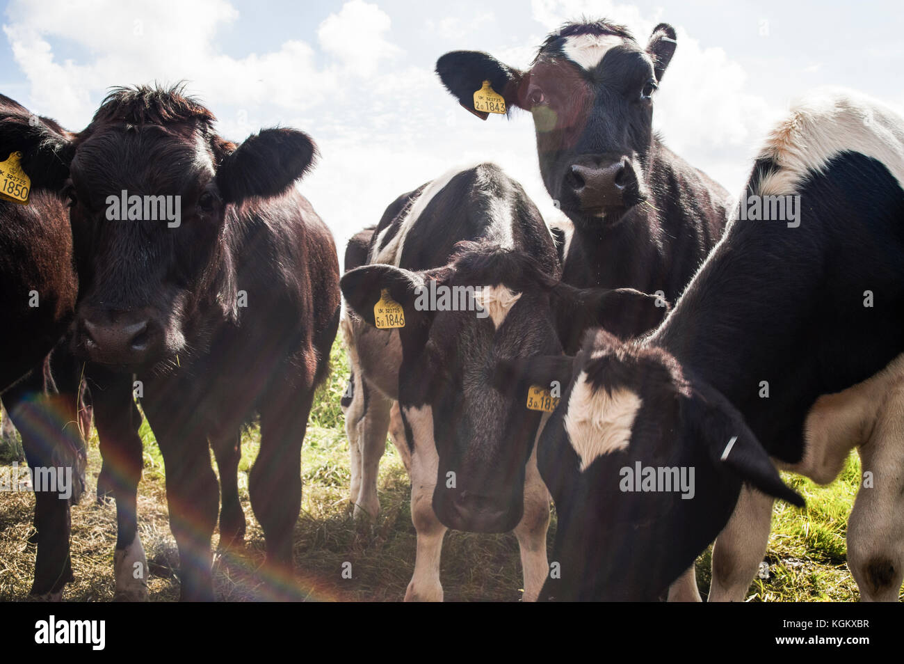 Friesian calves hi-res stock photography and images - Alamy