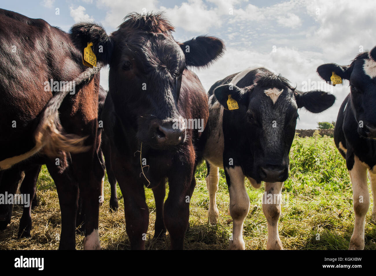 Friesian Calves Stock Photos & Friesian Calves Stock Images - Alamy