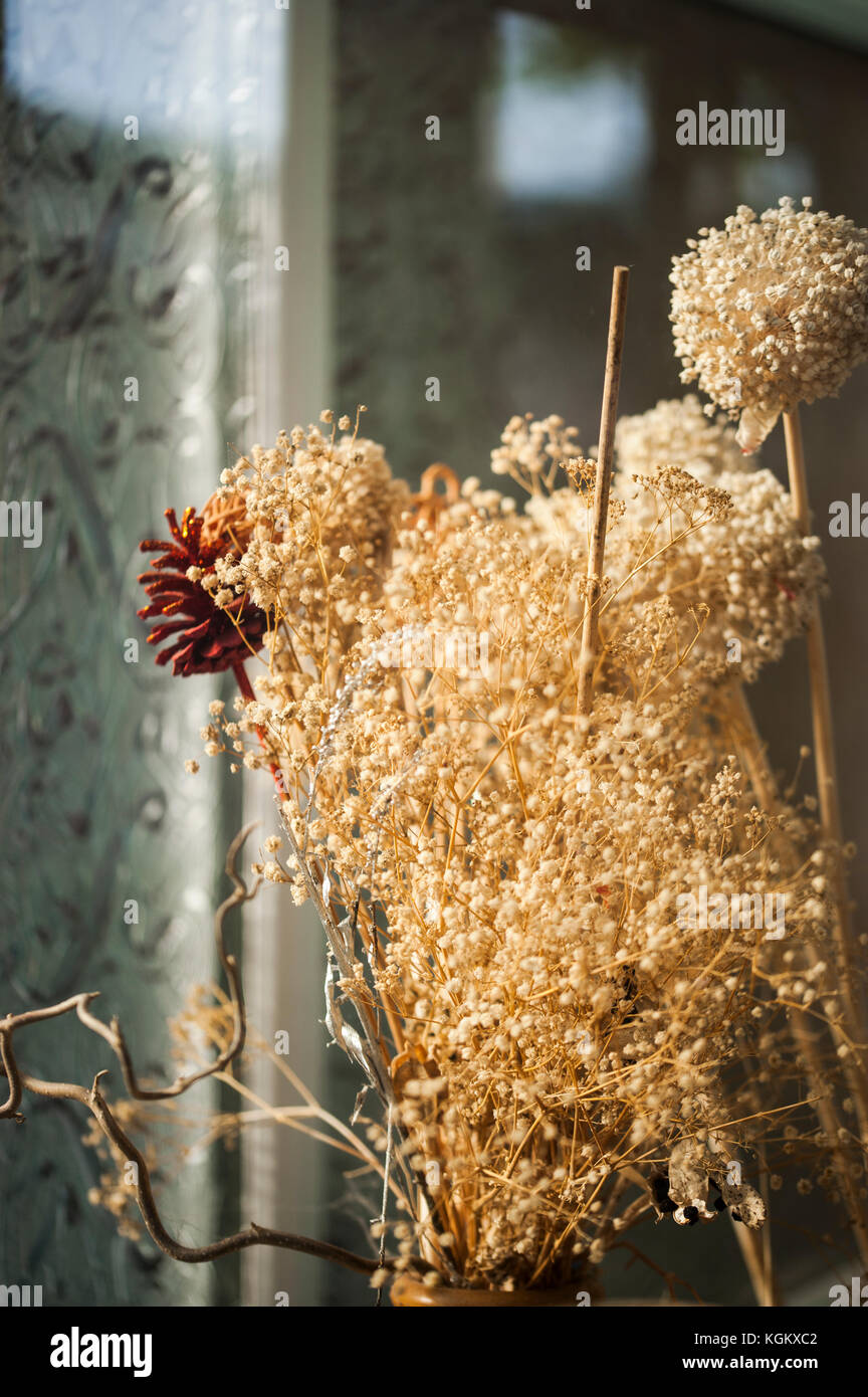 Dried allium seedheads indoors Stock Photo - Alamy