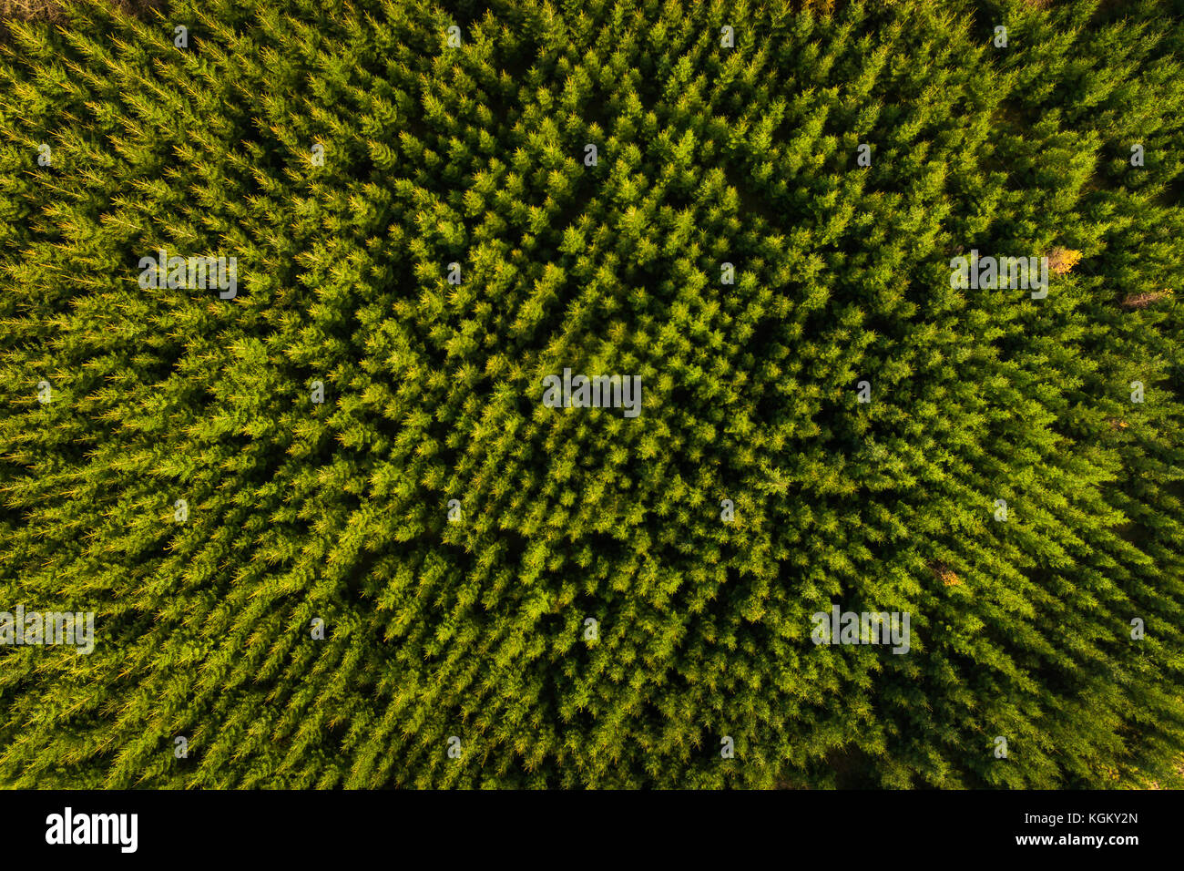Symmetrically planted trees, view from above Stock Photo - Alamy